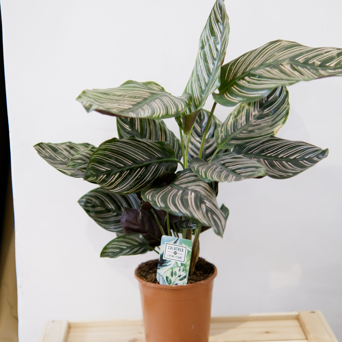 Calathea Ornata 'Pin Stripe Calathea' – CircleShopTopsham